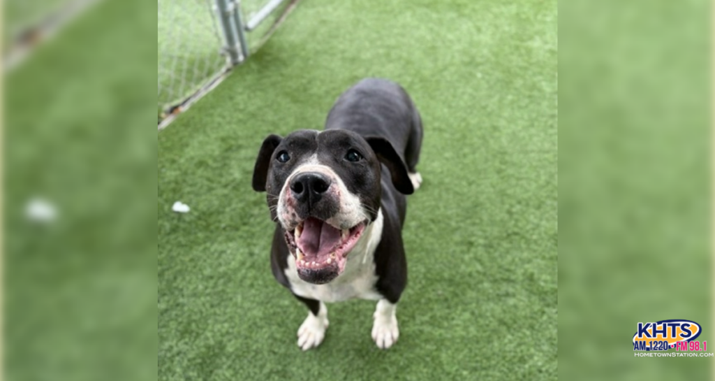 Senior Dog Pepper Searching For New Home At Castaic Animal Care Center