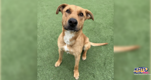 Adopt A Pet: Meet Charlie Brown At Castaic Animal Care Center